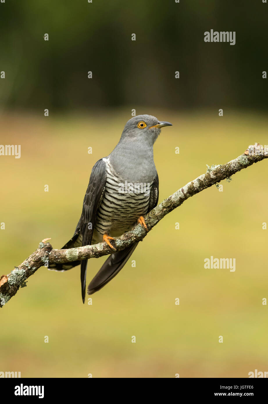 Cuckoo male hi-res stock photography and images - Alamy