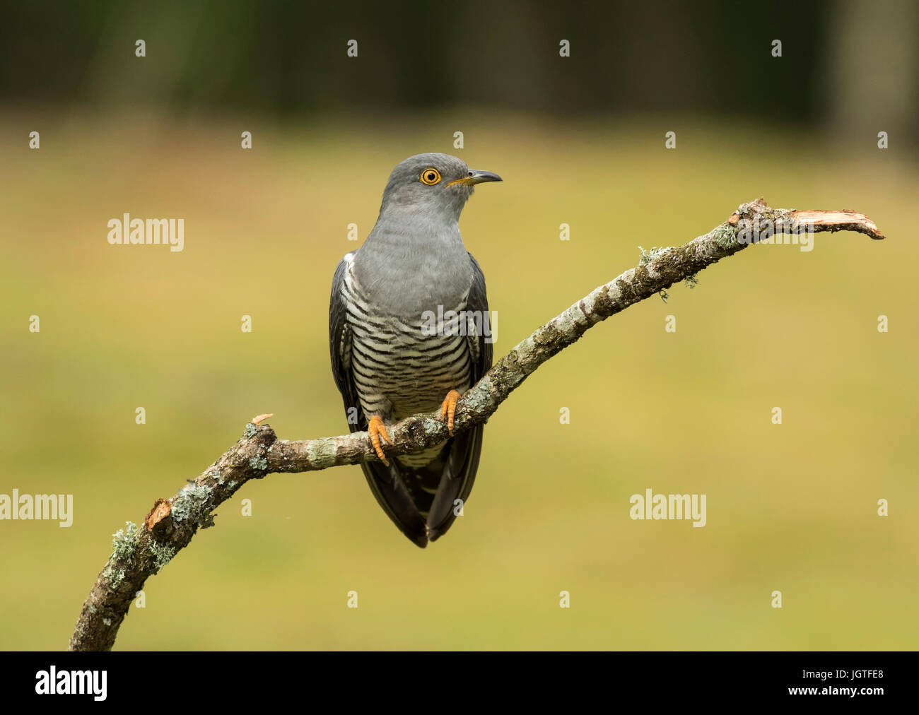 Cuckoo male hi-res stock photography and images - Alamy