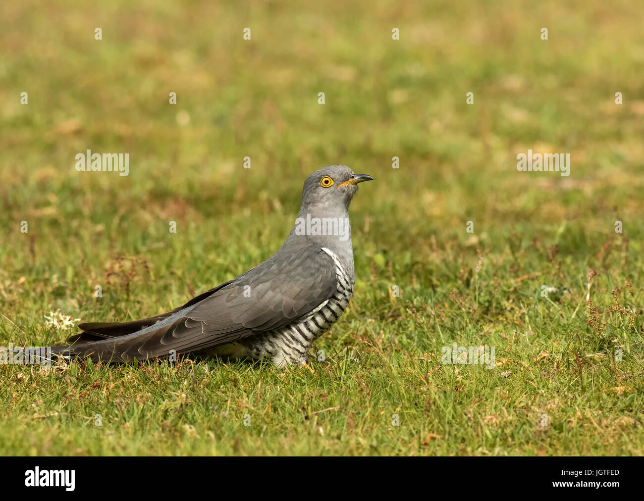 Ground cuckoo hi-res stock photography and images - Alamy