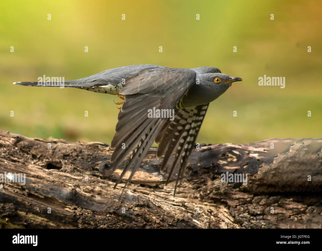 Cuckoo flying hi-res stock photography and images - Alamy