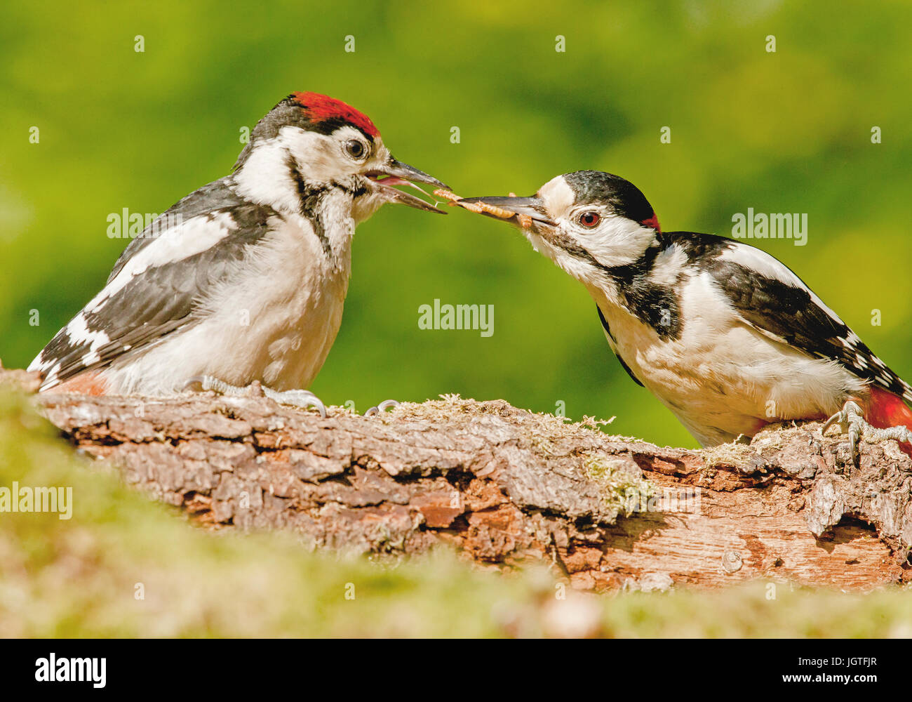 Eurasian Otter sitting on a stone Stock Photo - Alamy