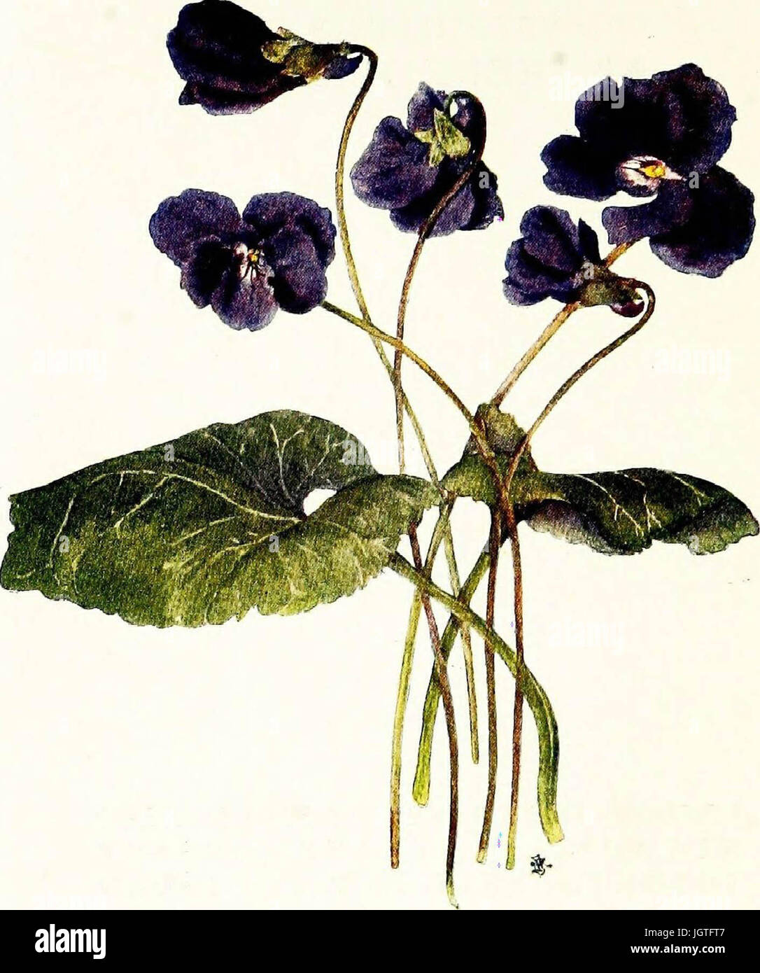 "The violet book" (1913 Stock Photo - Alamy