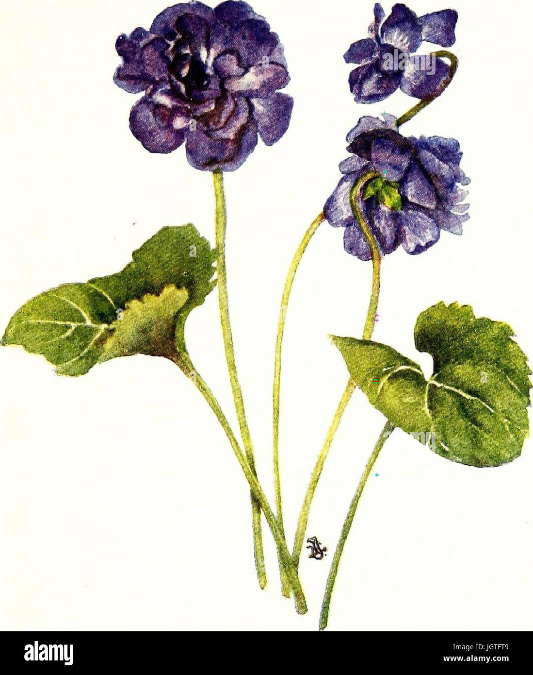 "The violet book" (1913 Stock Photo - Alamy