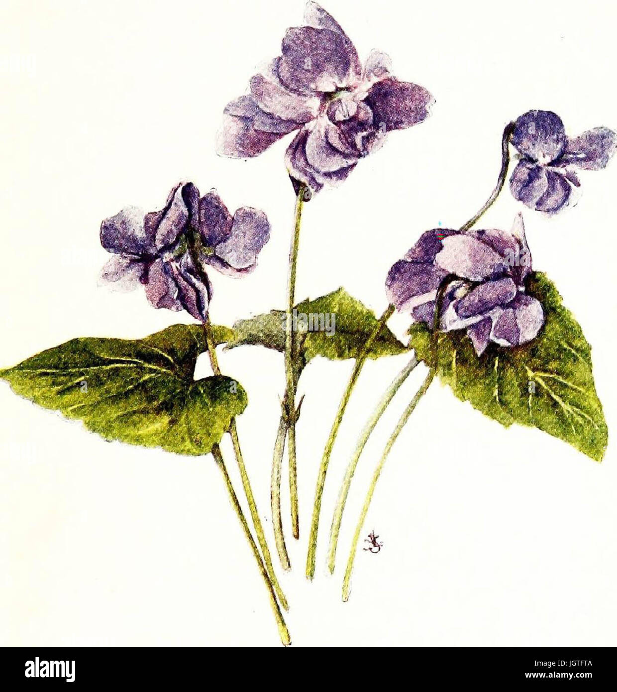 "The violet book" (1913 Stock Photo - Alamy