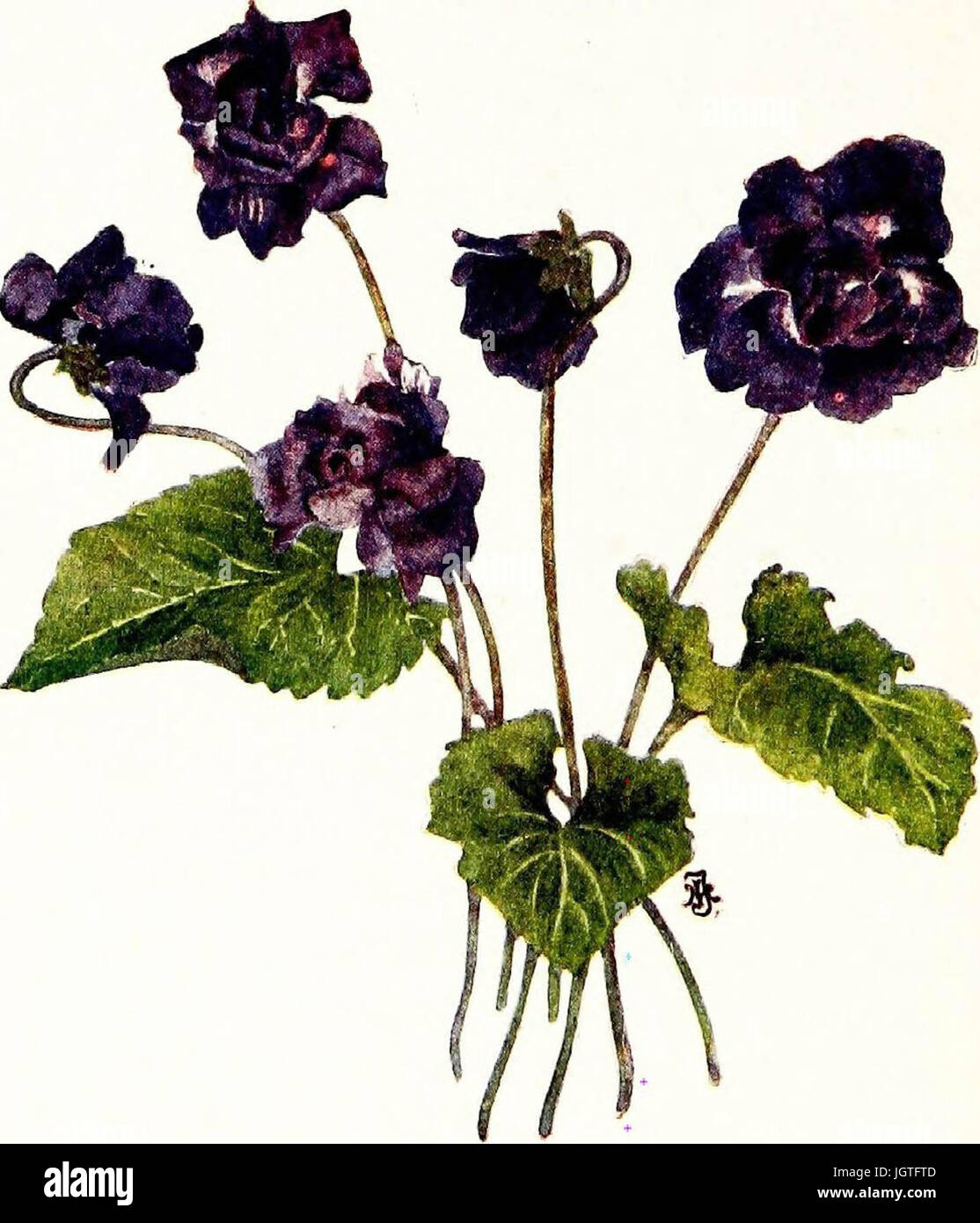 "The violet book" (1913 Stock Photo - Alamy