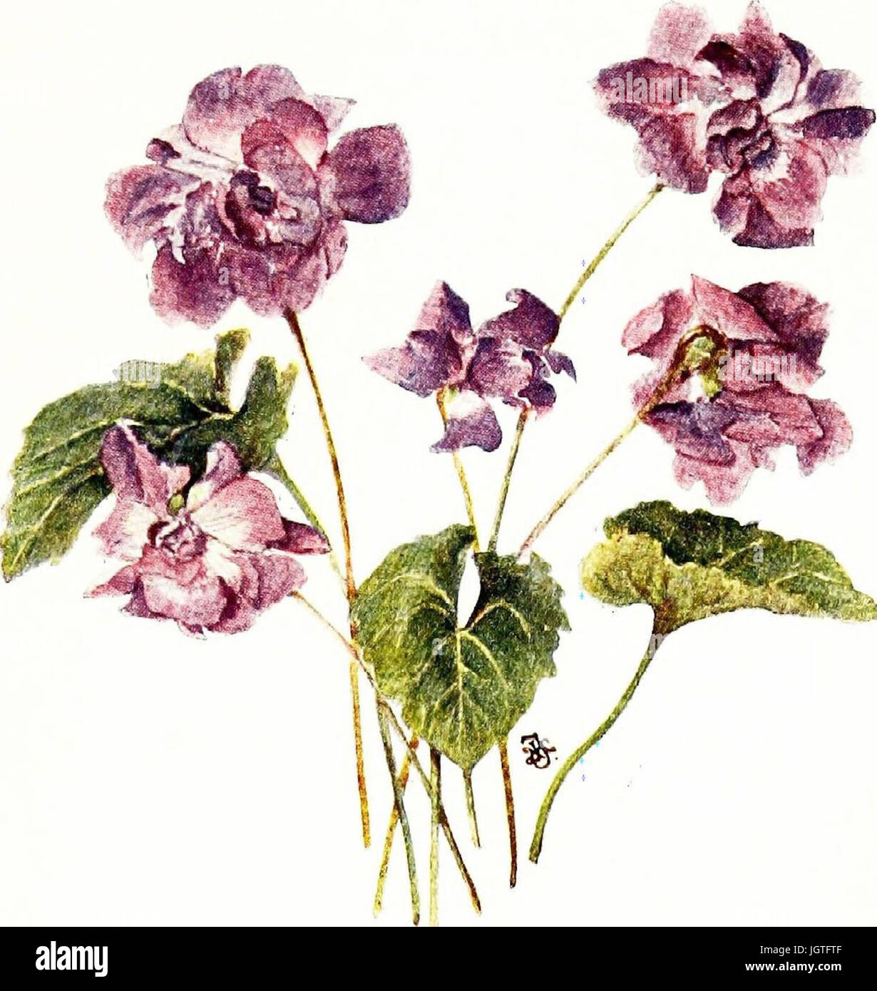 "The violet book" (1913 Stock Photo - Alamy