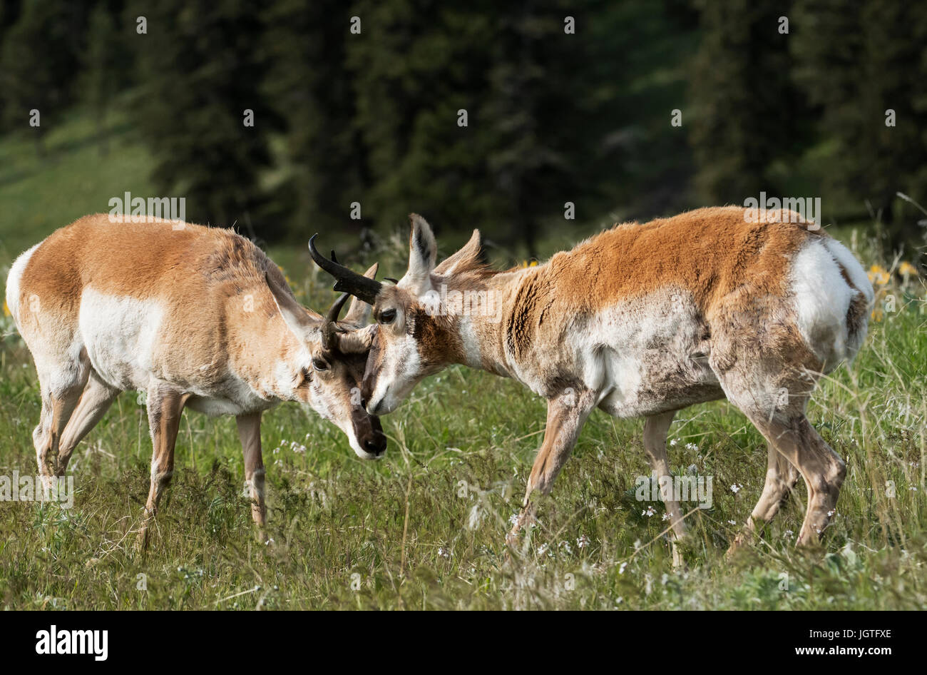 Antelope, Pronghorn, bucks sparring, dominance Montana Stock Photo - Alamy