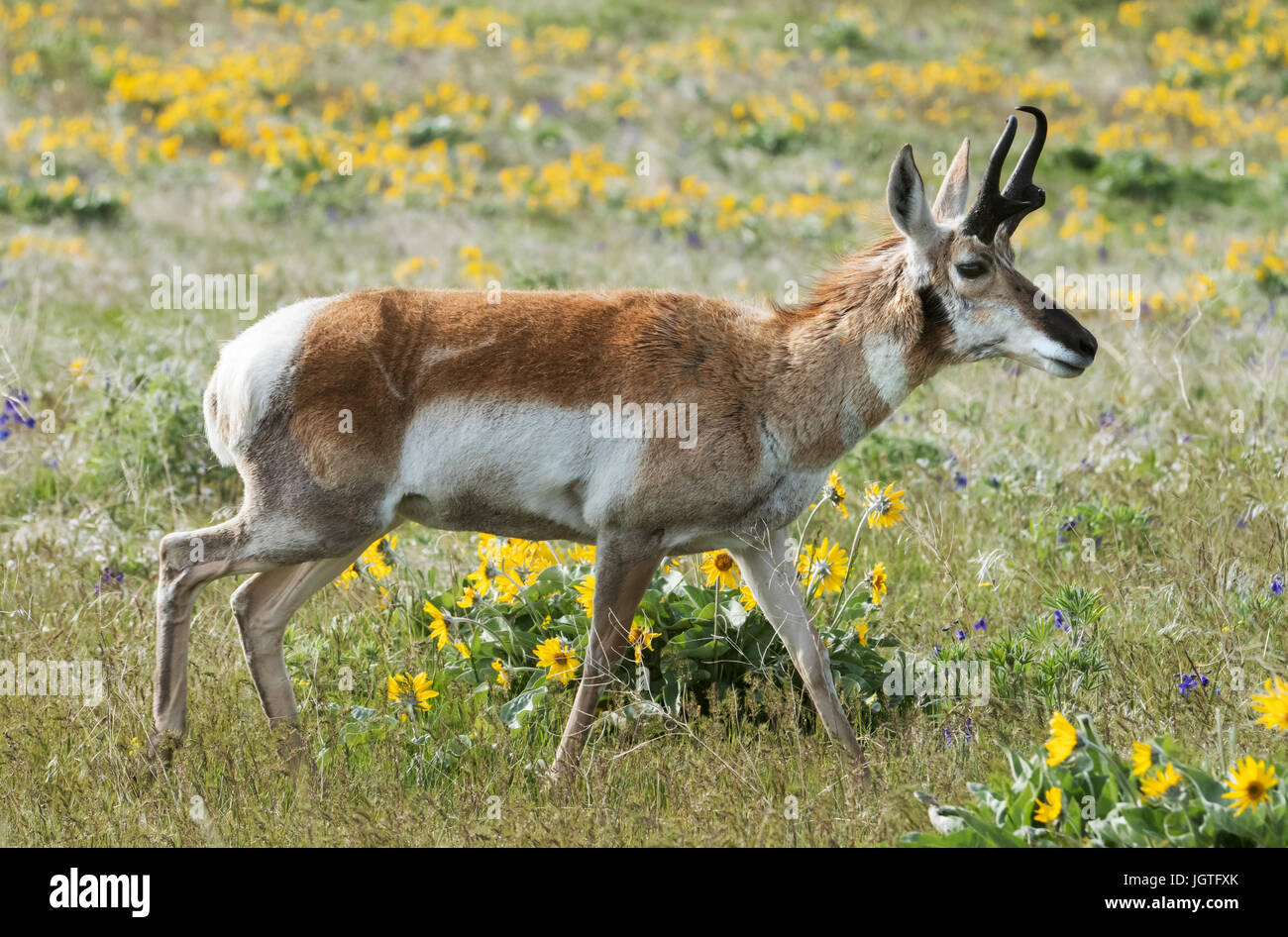 Antelope, Pronghorn, Buck, Spring wildflowers, Montana Stock Photo - Alamy