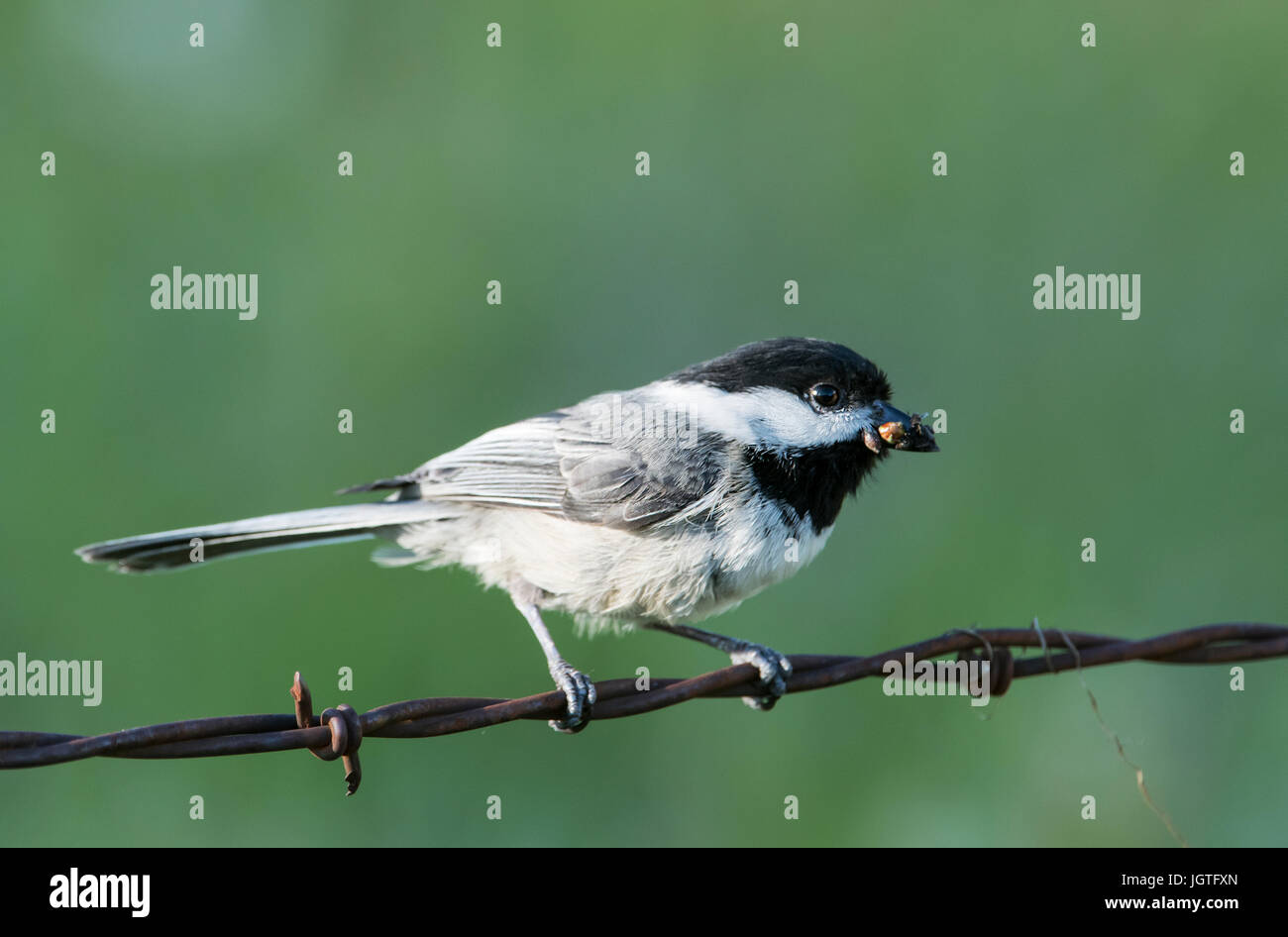 Black-capped chickadee, insects in beak, nesting season, Alaska Stock ...