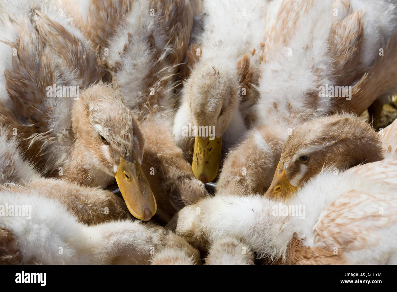 Ducklings huddled together Stock Photo - Alamy