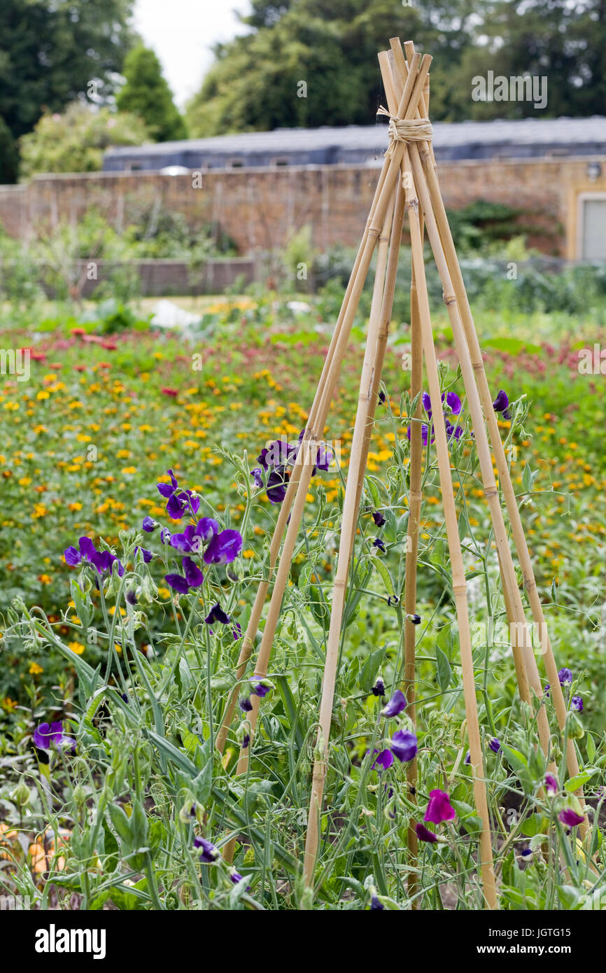 Lathyrus odoratus. Sweet pea flowers trailing around bamboo sticks in a ...