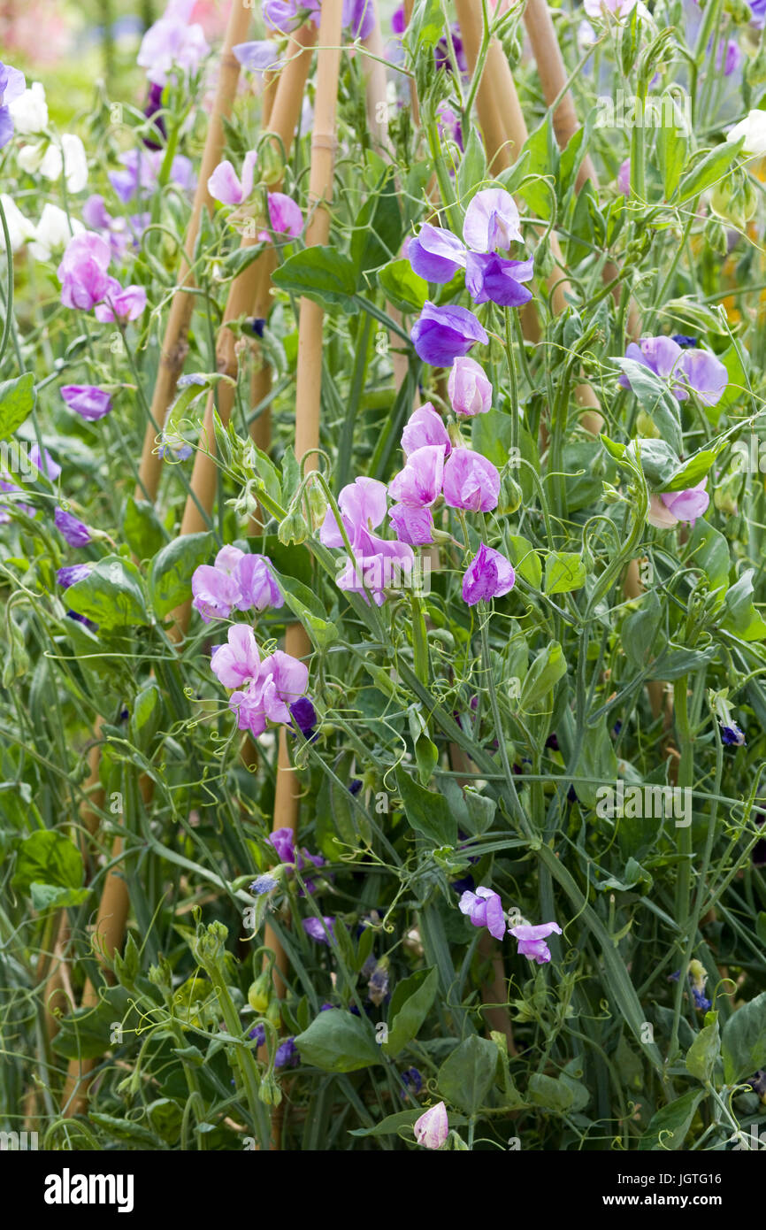 Lathyrus odoratus. Sweet pea flowers trailing around bamboo sticks in a ...