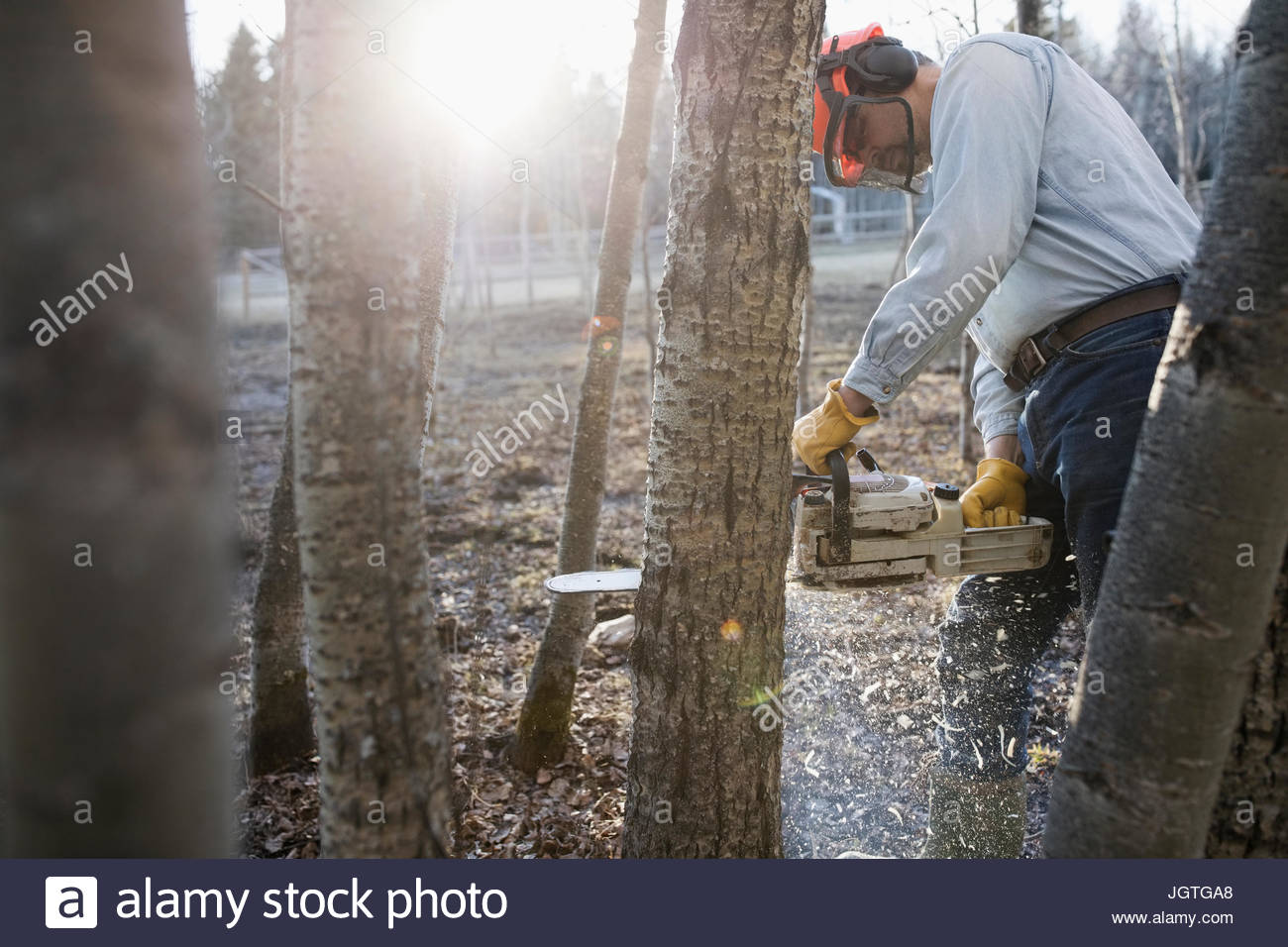 Selective felling hi-res stock photography and images - Alamy