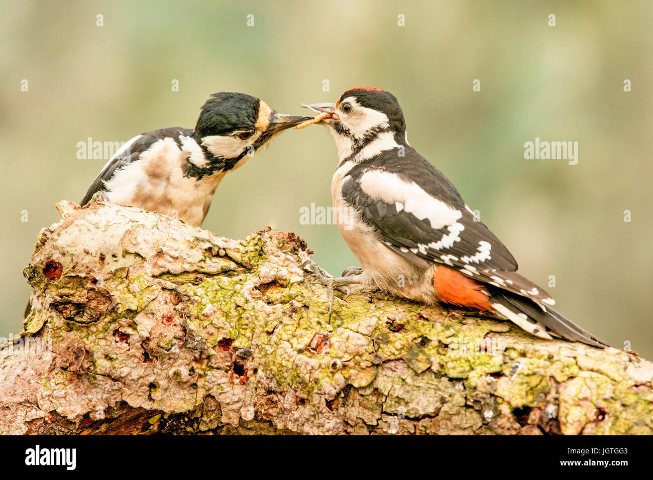 Female Robin Feeding Her Young High Resolution Stock Photography and ...