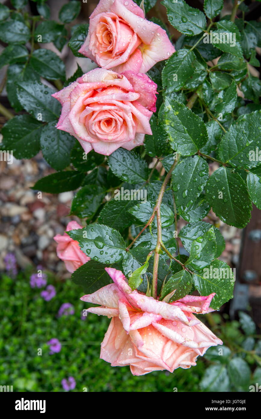 Beautiful pink rose in a garden Stock Photo - Alamy