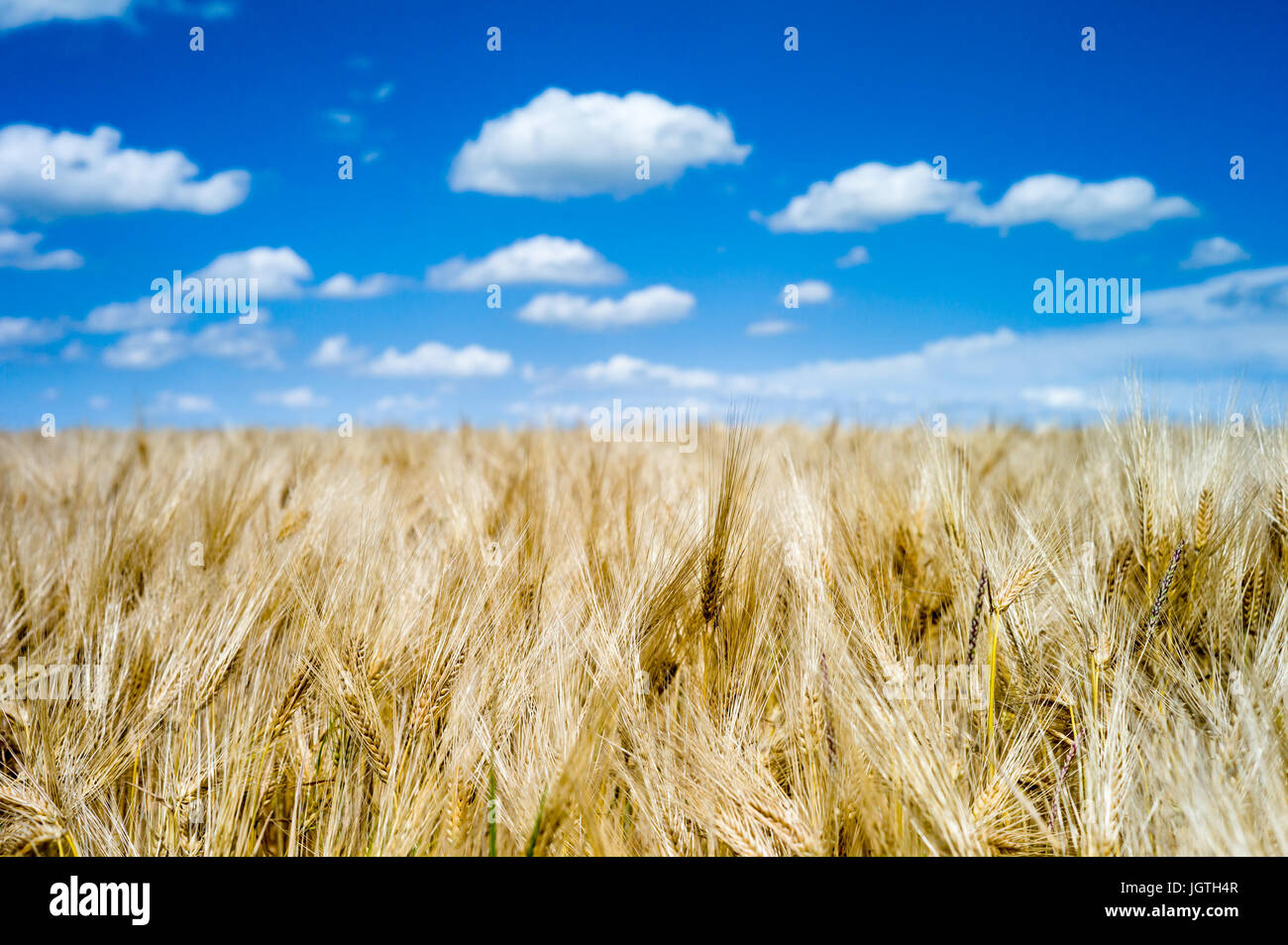 Golden mature and ripe wheat field ready for harvest under a summer ...