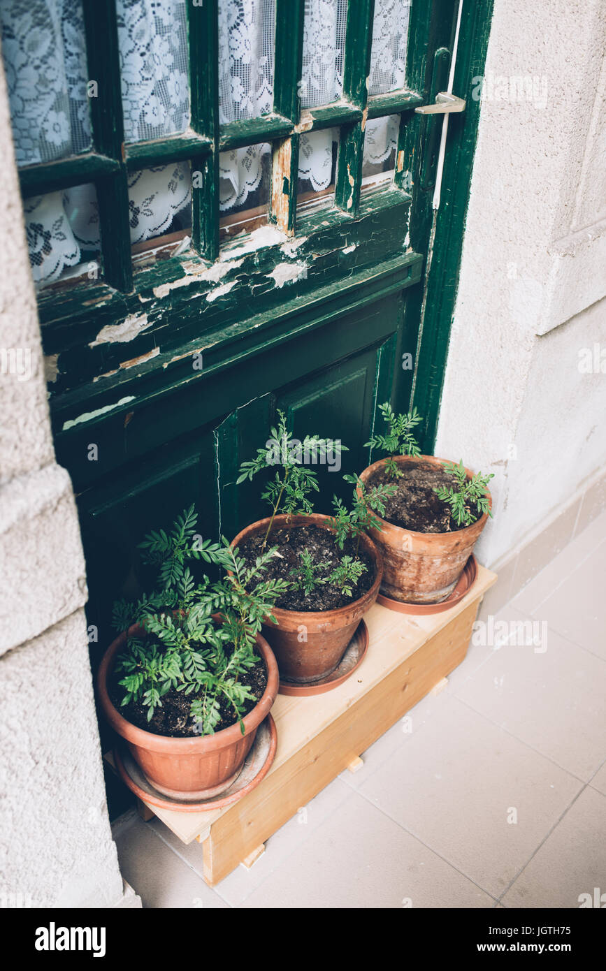 Home plants and herbs in pots on old house veranda, vintage door Stock ...