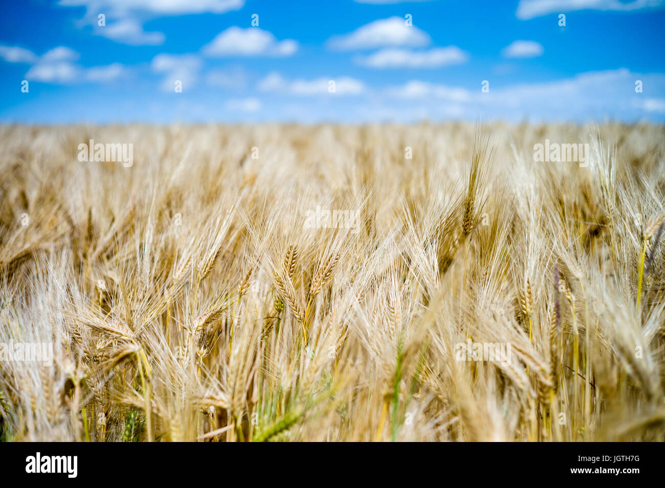 Golden mature and ripe wheat field ready for harvest under a summer ...