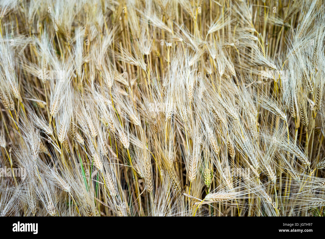Golden mature and ripe wheat field ready for harvest Stock Photo - Alamy