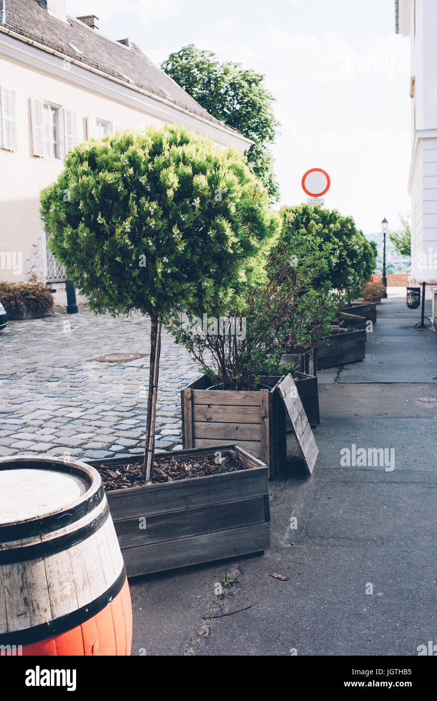Trees in wooden boxes Stock Photo - Alamy