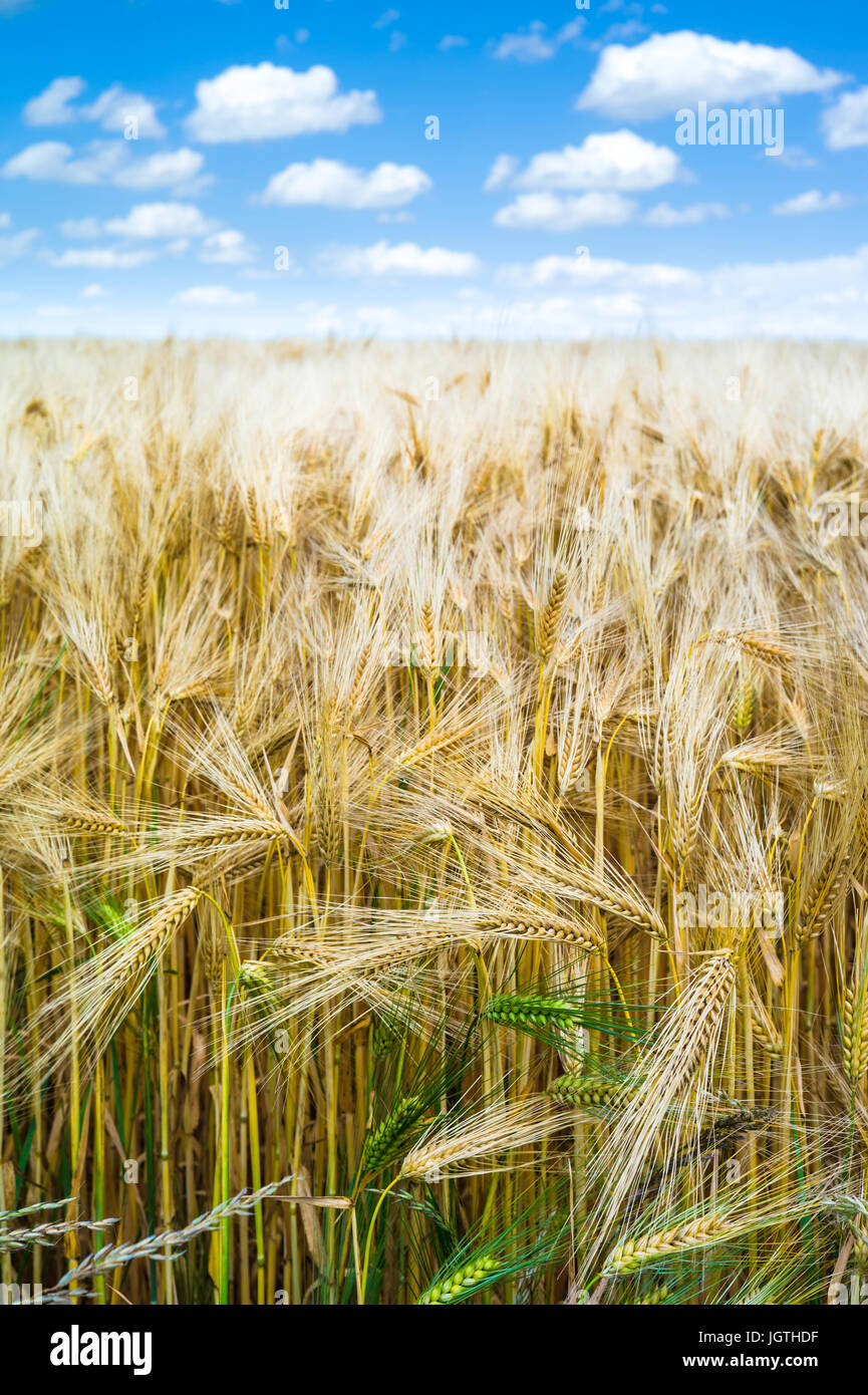 Golden mature and ripe wheat field ready for harvest under a summer ...