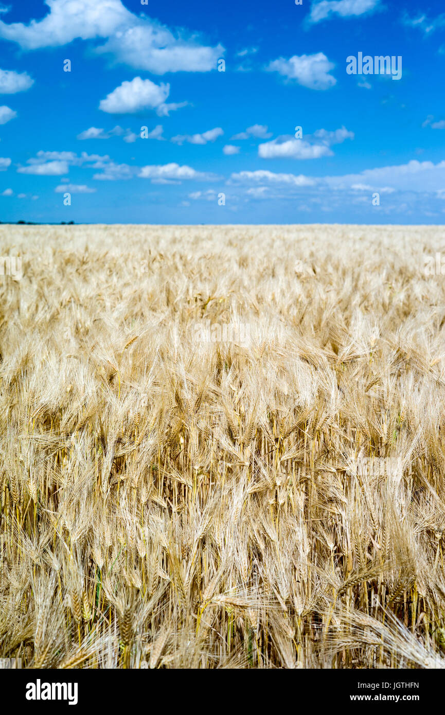 Golden mature and ripe wheat field ready for harvest under a summer ...