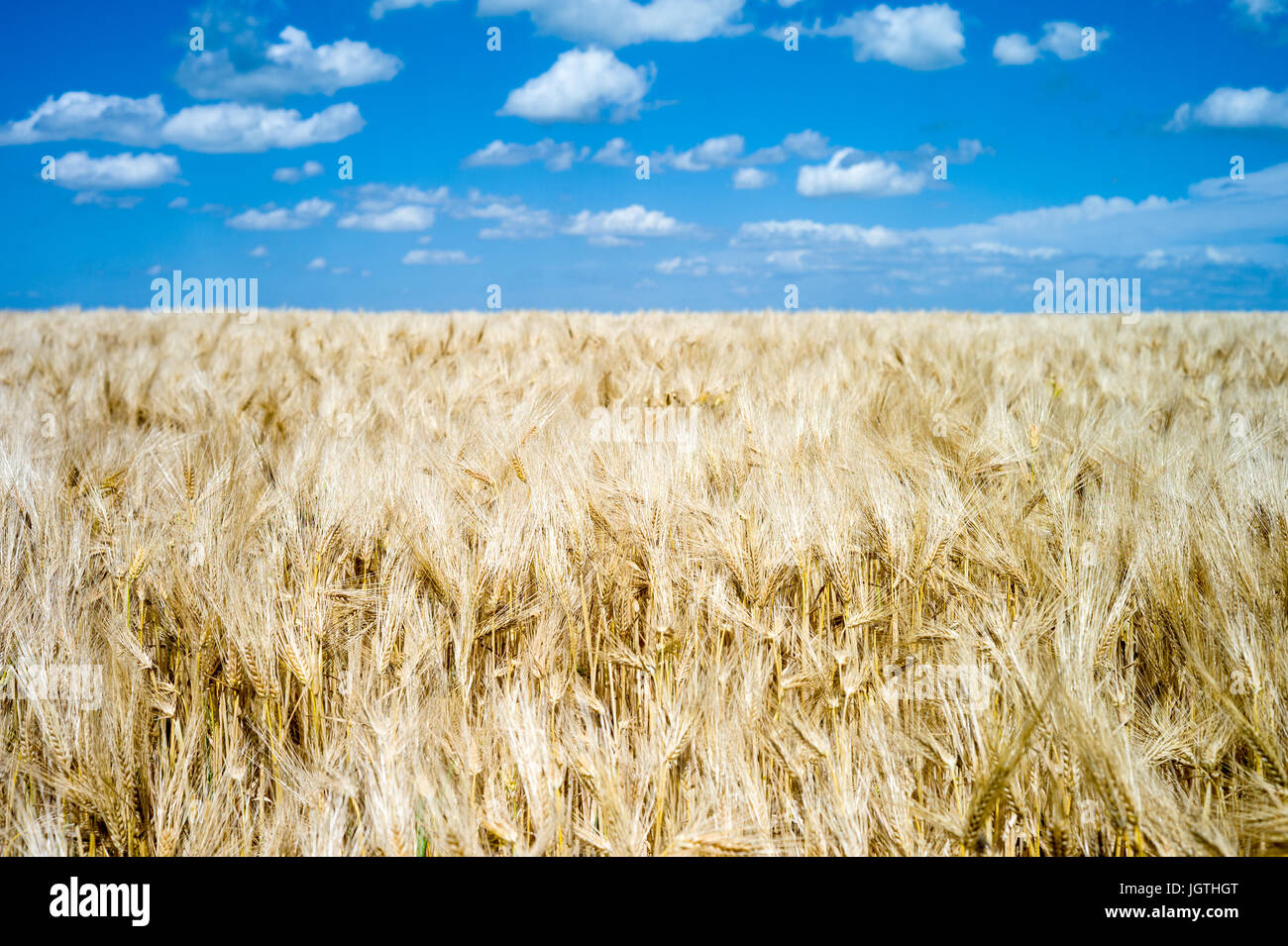 Golden mature and ripe wheat field ready for harvest under a summer ...