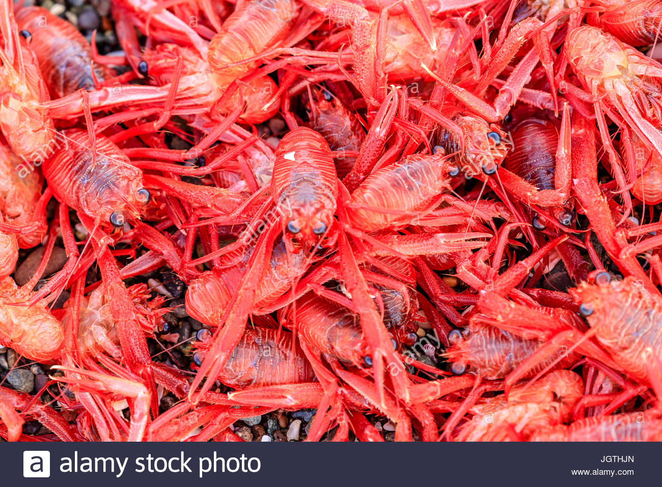 Pelagic Crustaceans