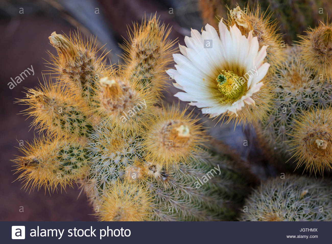 White cactus flower of the hedgehog cactus, Echinocereus grandis, an ...