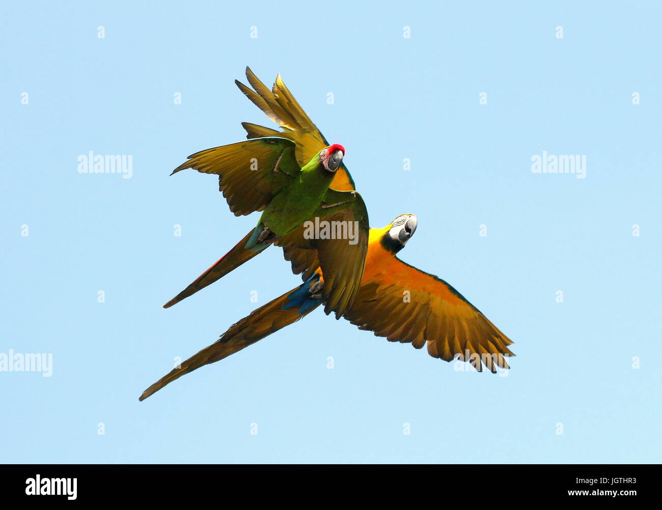 South American Military Macaw (Ara militaris) flying close together ...