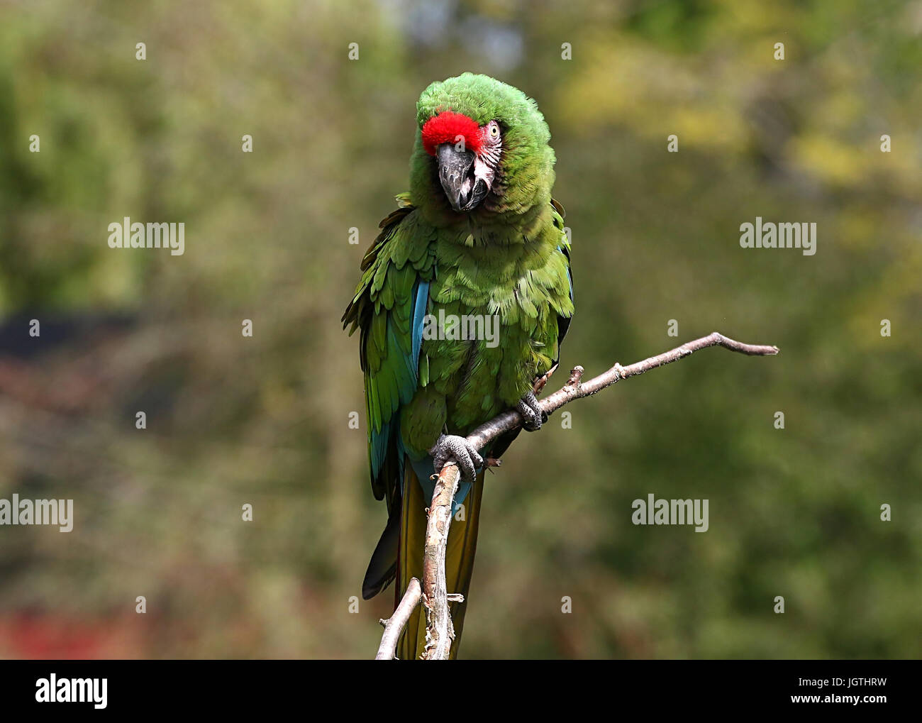 South American Military macaw (Ara militaris) posing on a branch Stock ...