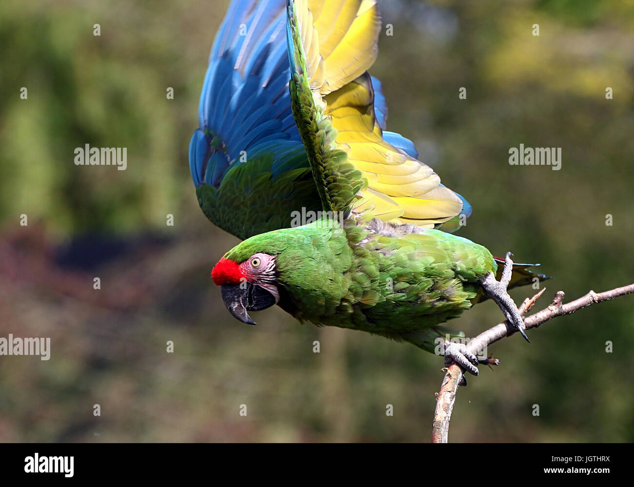 Action shot of a South American Military macaw (Ara militaris) taking ...
