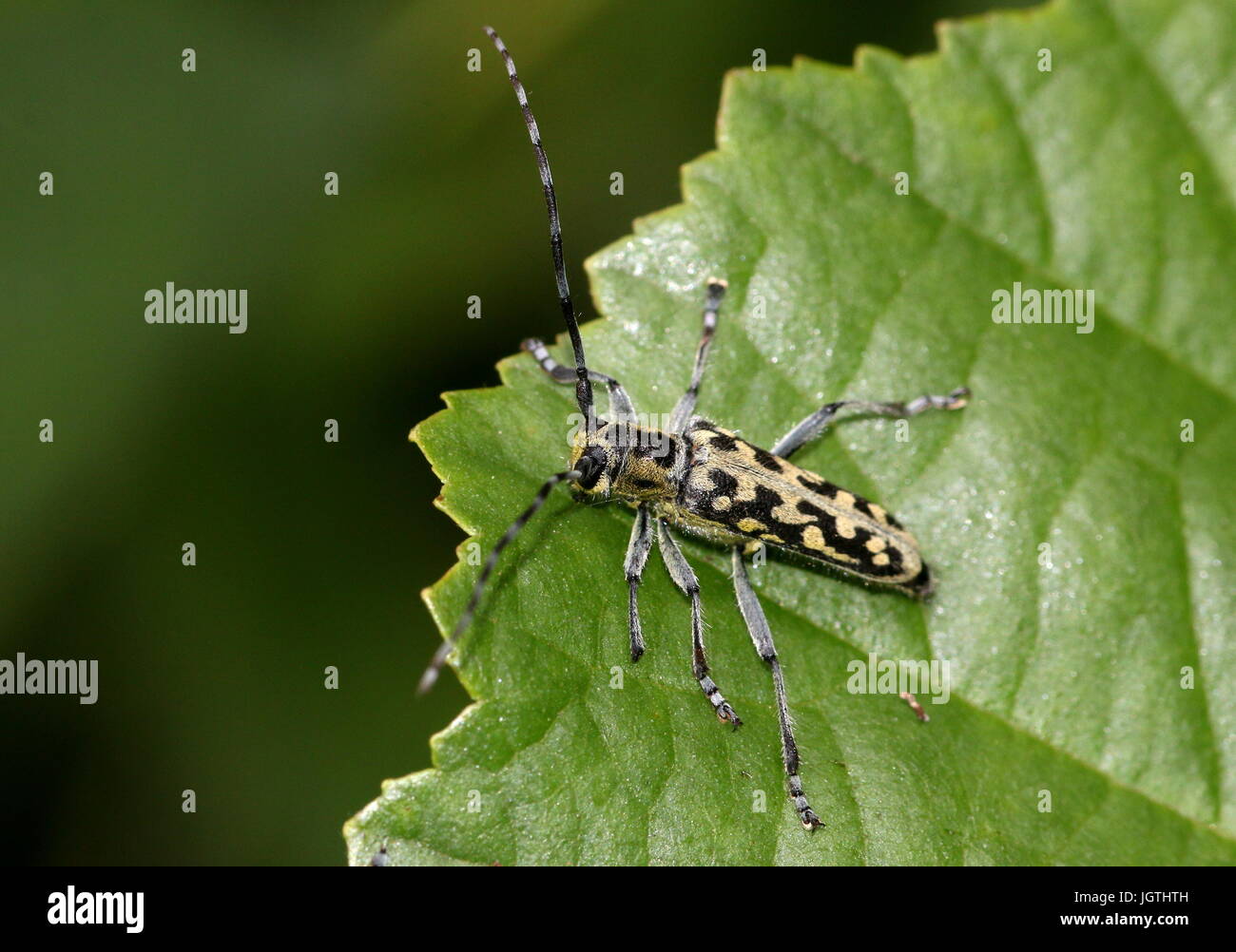 European Scalar or Ladder marked Longhorn Beetle (Saperda scalaris ...