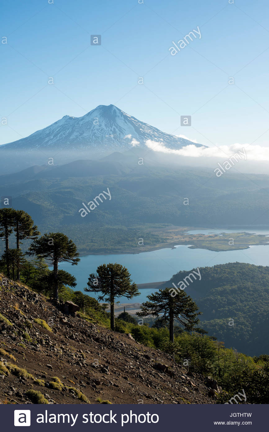 Chile Conguillio Araucaria Stock Photos & Chile Conguillio Araucaria ...