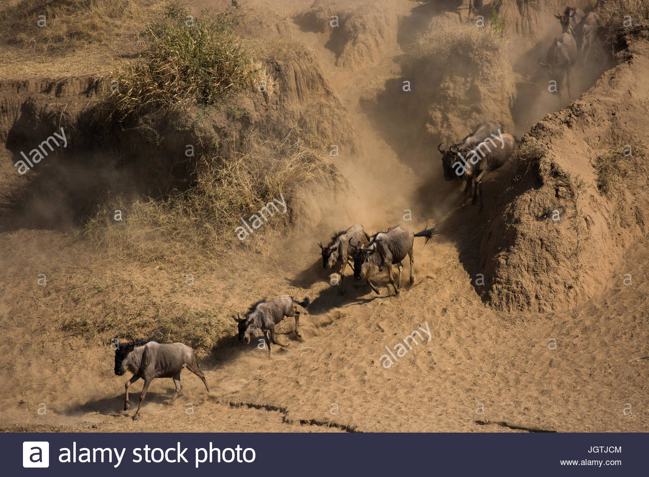 Wildebeest Serengeti Migration Stock Photos & Wildebeest Serengeti ...