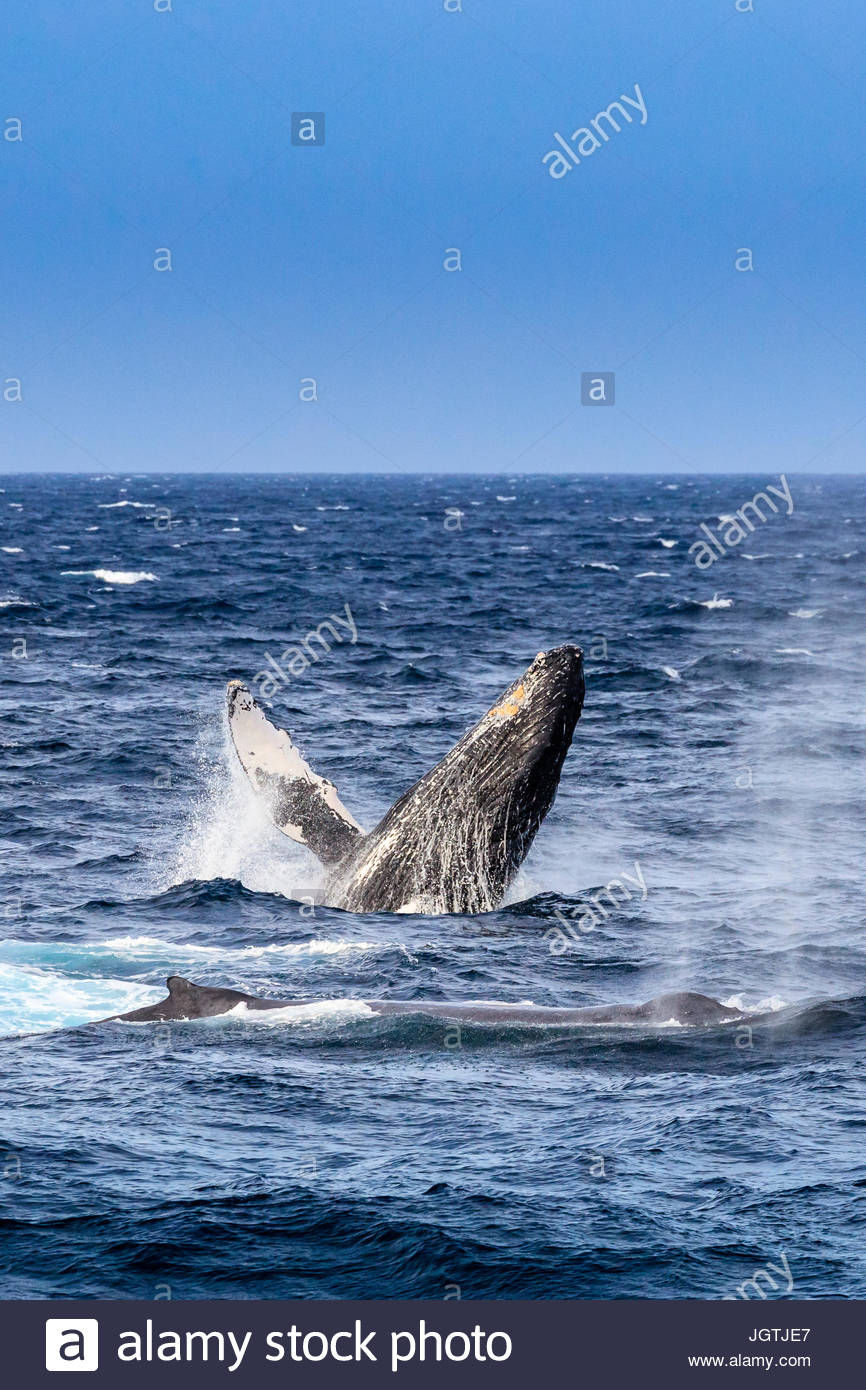 Breaching behavior of a humpback whale, Megaptera novaeangliae Stock ...