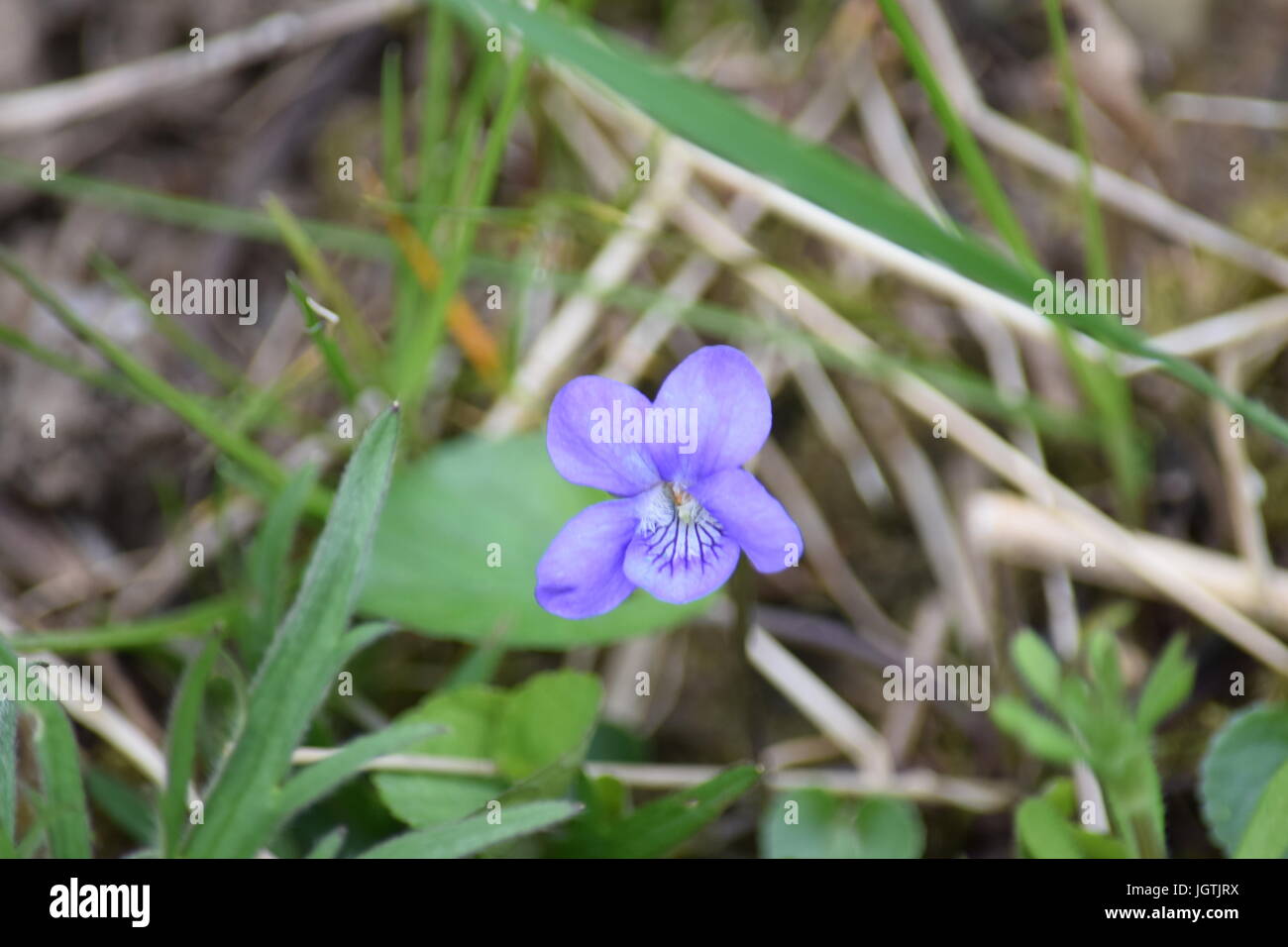 Small blue vetch Stock Photo - Alamy