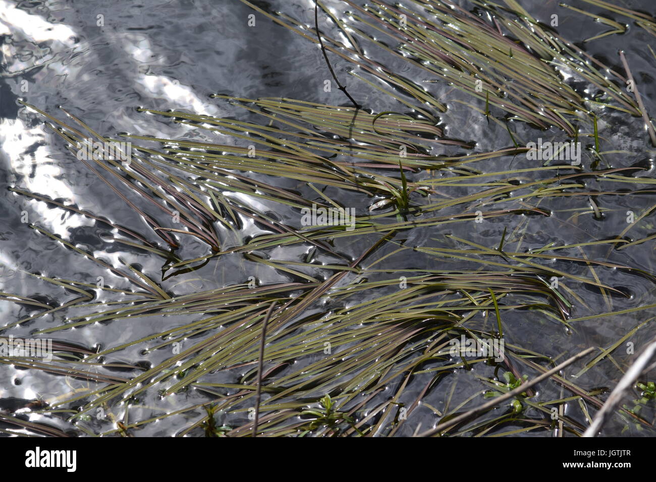Grass and water background Stock Photo - Alamy