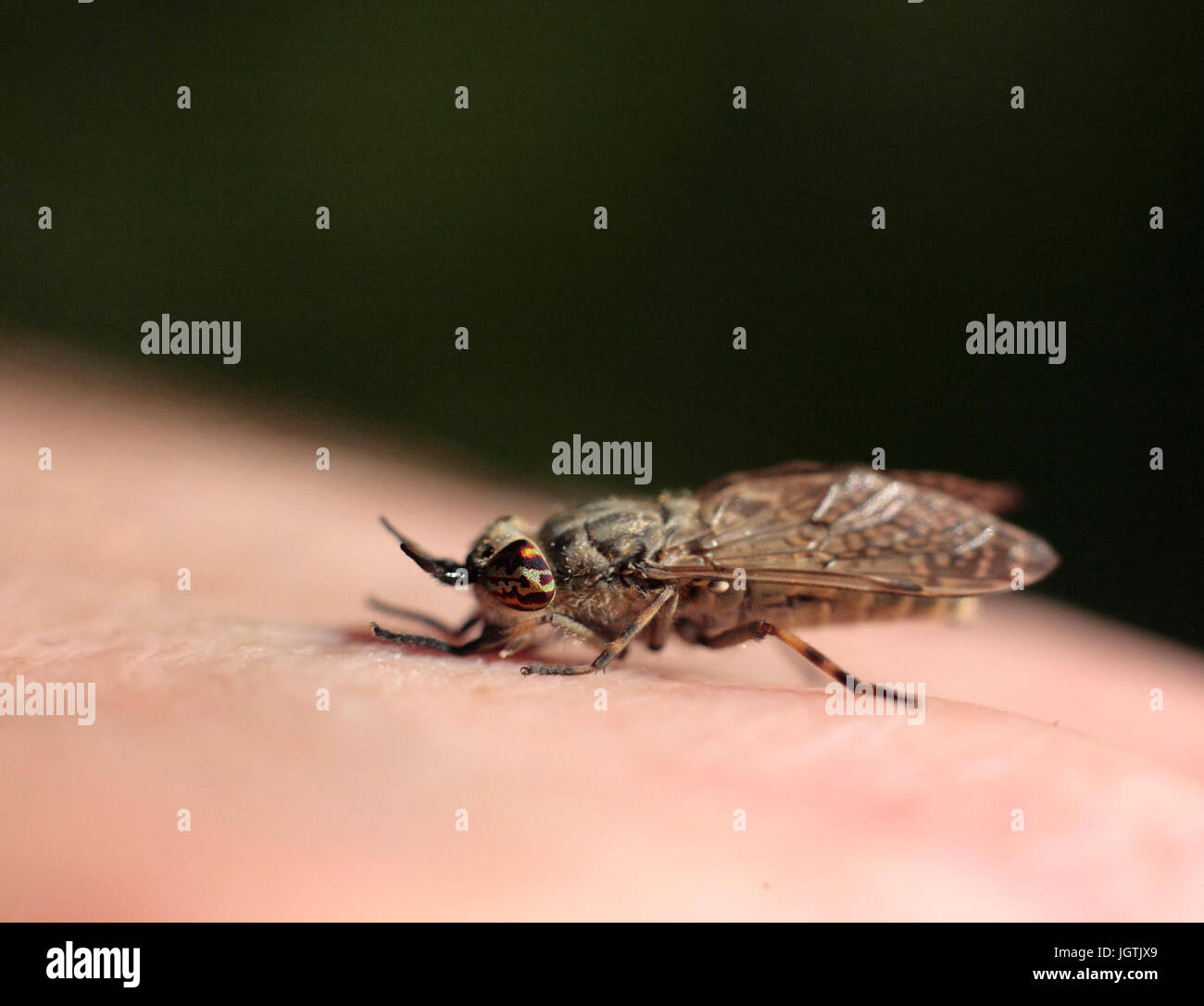 Blood sucking insects hi-res stock photography and images - Alamy