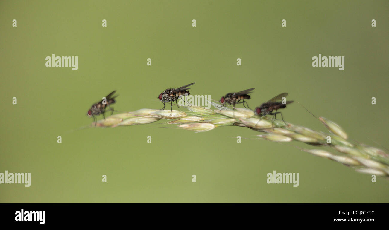 House fly mouth hi-res stock photography and images - Alamy