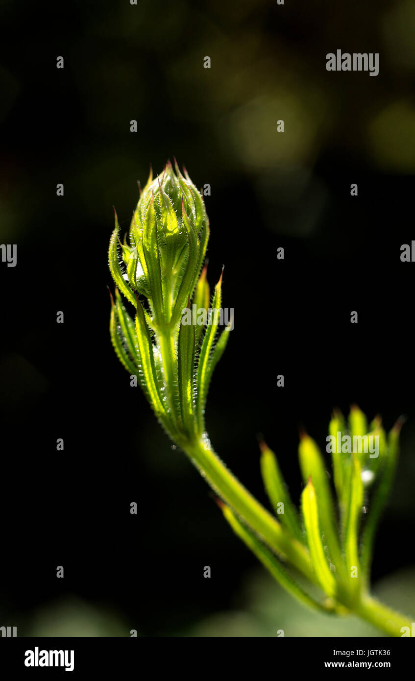 Cleavers galium aparine seeds hi-res stock photography and images - Alamy