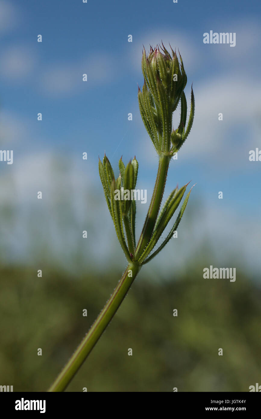 Cleavers galium aparine seeds hi-res stock photography and images - Alamy