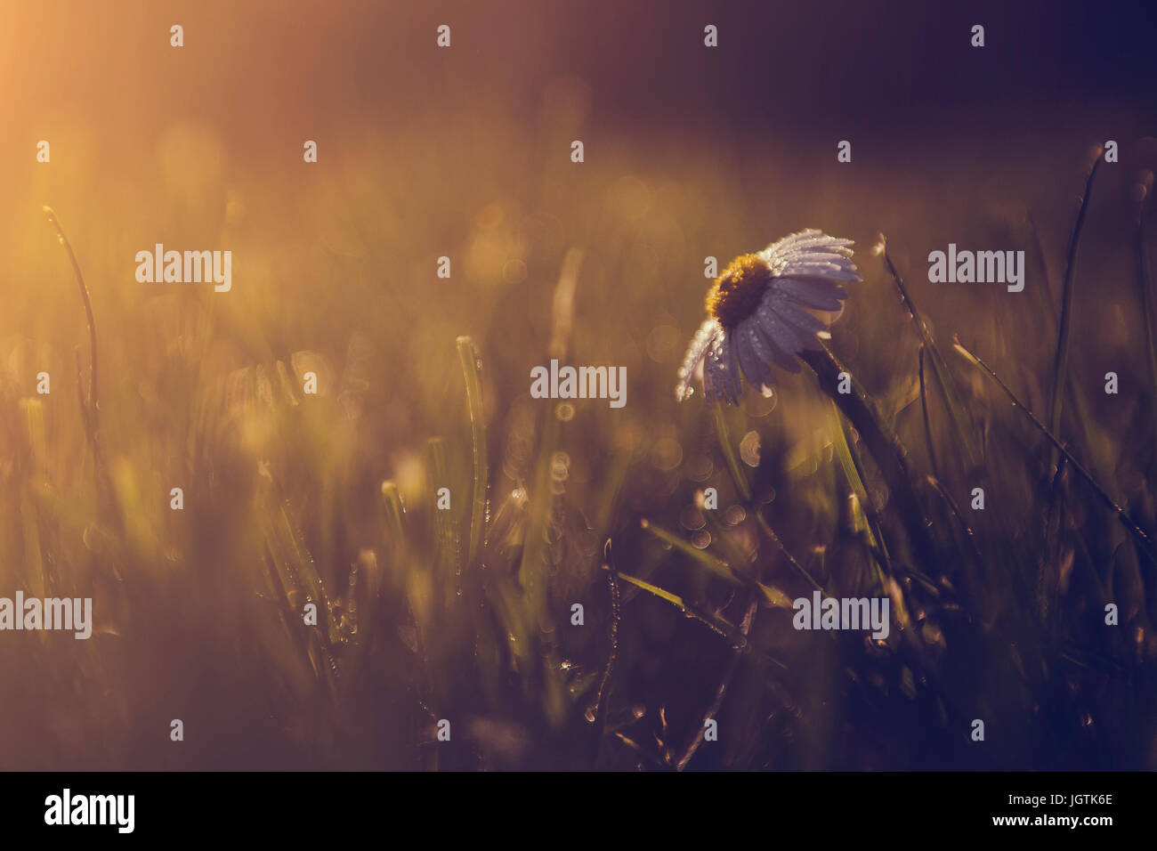 Beautiful wild flower in sunset Stock Photo - Alamy