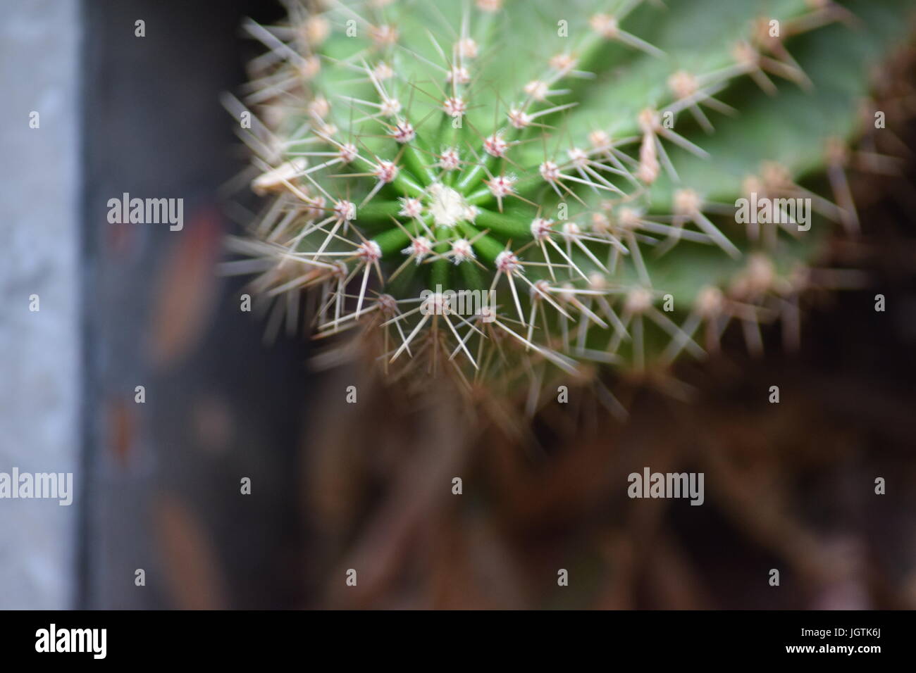 Cactus, new growth Stock Photo - Alamy