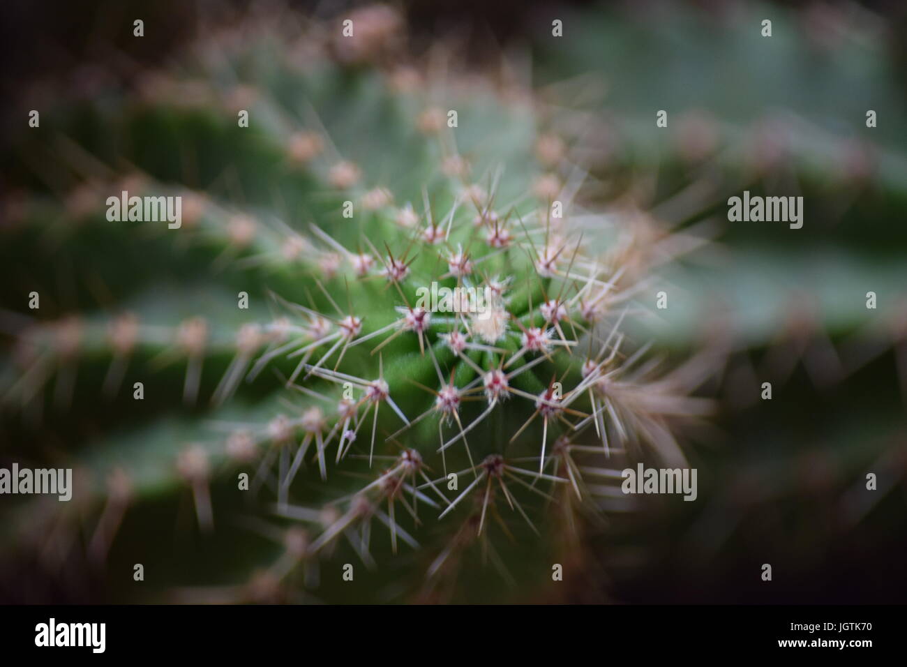 Cactus growing tip Stock Photo - Alamy
