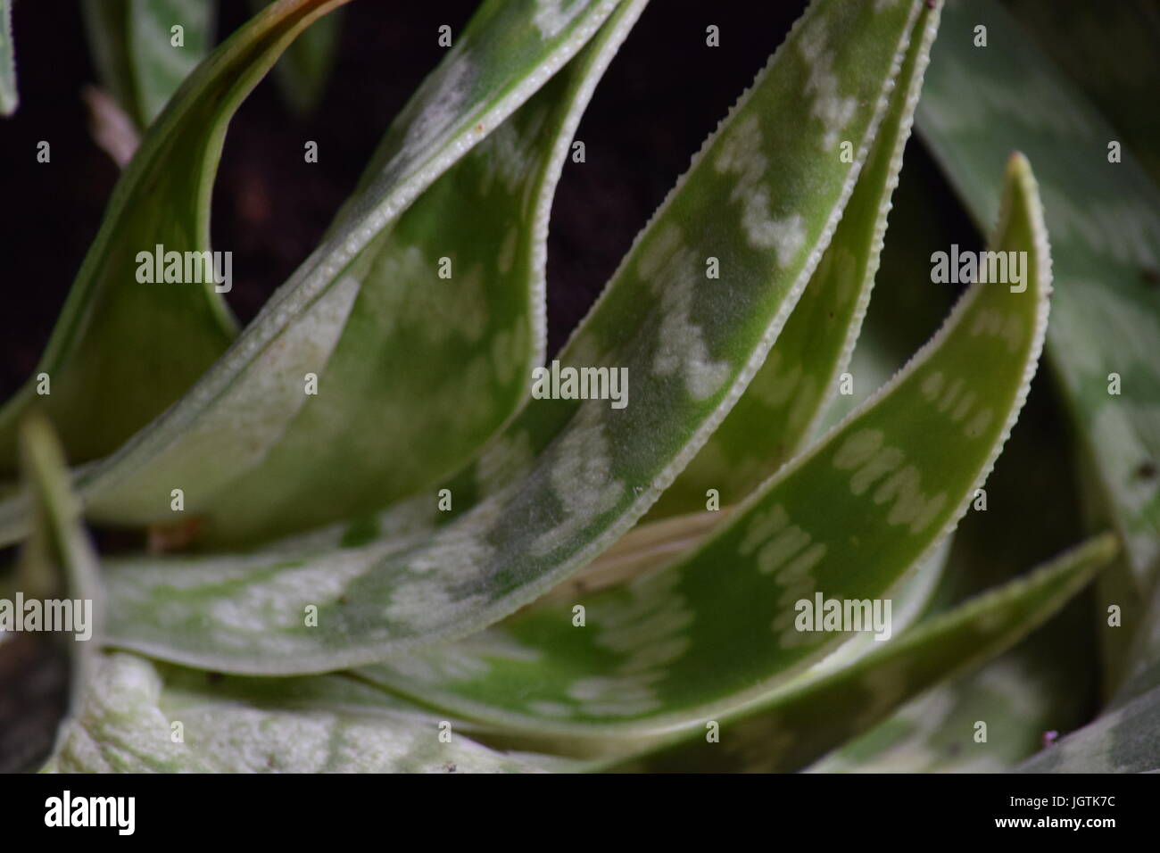 Stem of aloe Stock Photo - Alamy