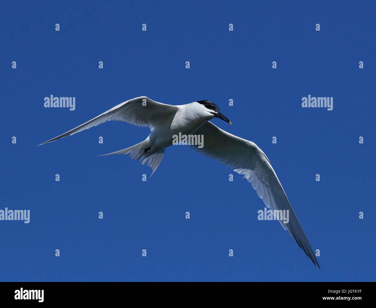 Sandwich tern in flight with blue skies in the background Stock Photo ...