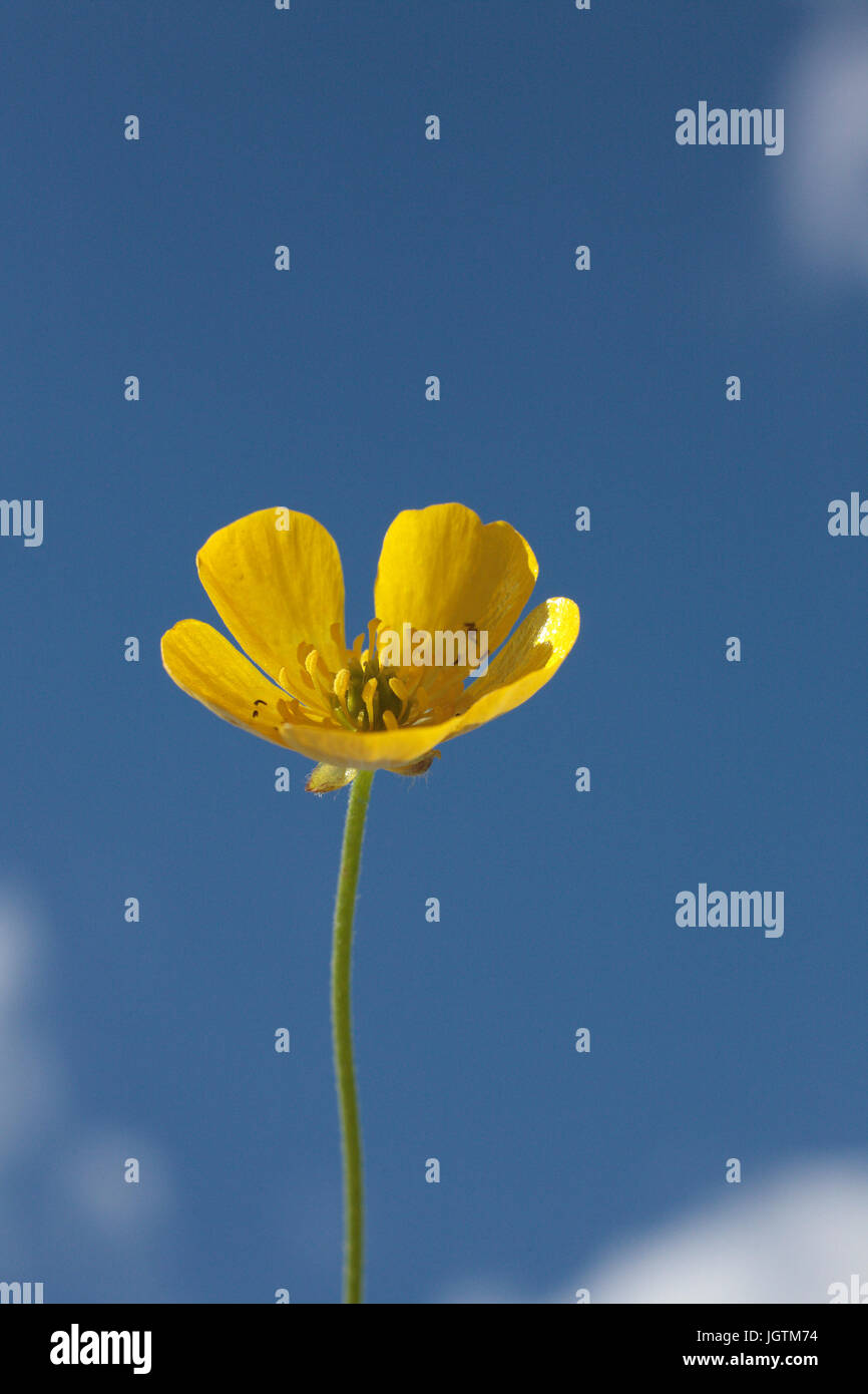 Creeping buttercup leaves hi-res stock photography and images - Alamy