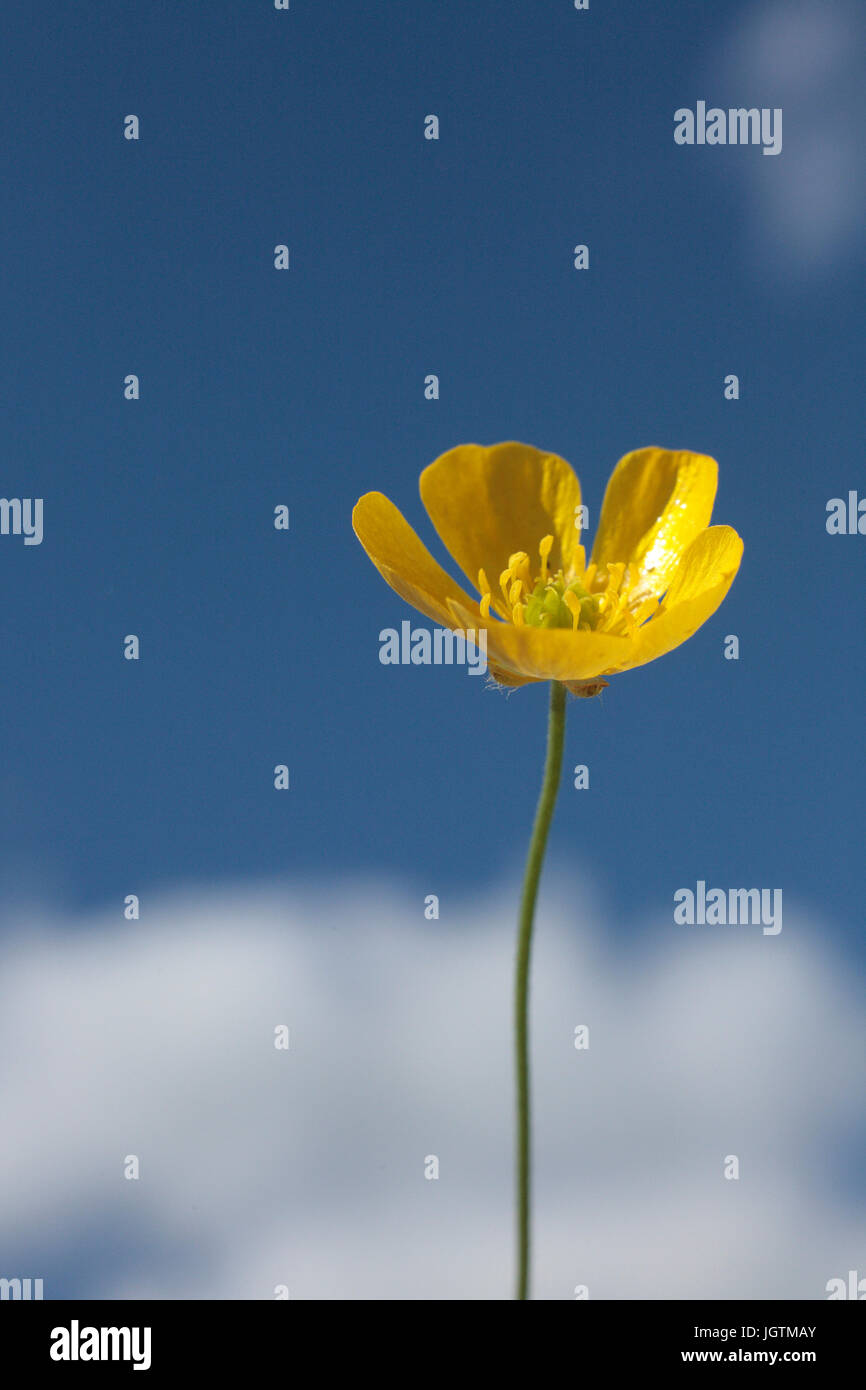 Creeping buttercup leaves hi-res stock photography and images - Alamy