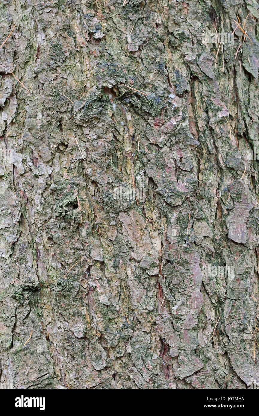 European Larch, bark, North Rhine-Westphalia, Germany / (Larix decidua ...